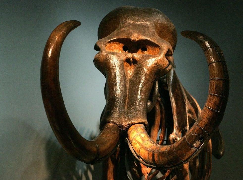Al menos 200 esqueletos de mamut descubiertos bajo el sitio del ...
