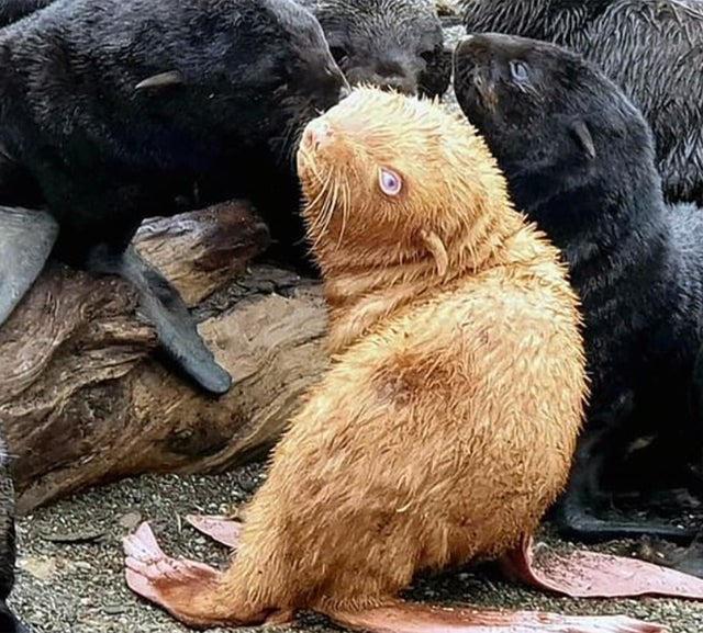 Animal Conservation - latest news, breaking stories and comment - The ...