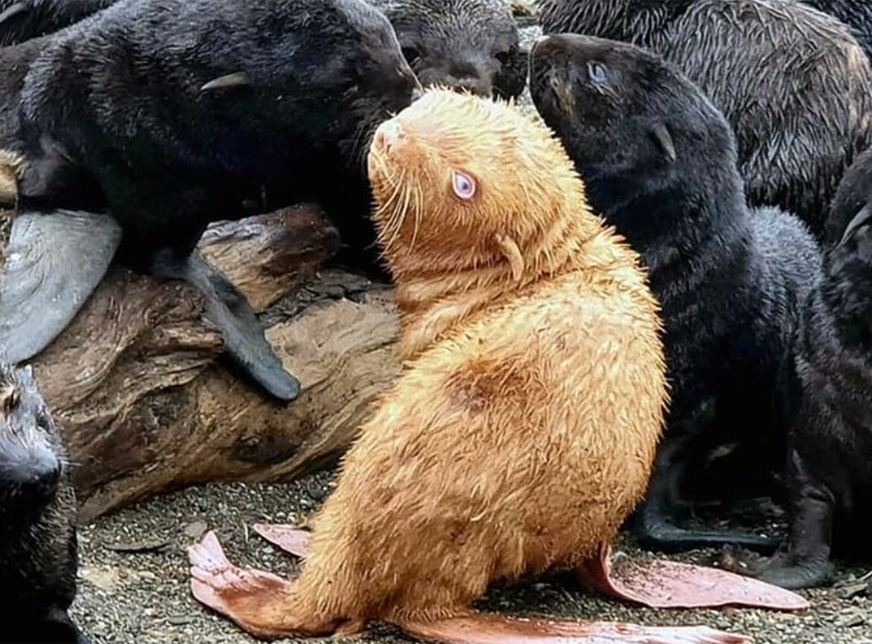 Ginger albino seal may need new home as it faces rejection from colony ...