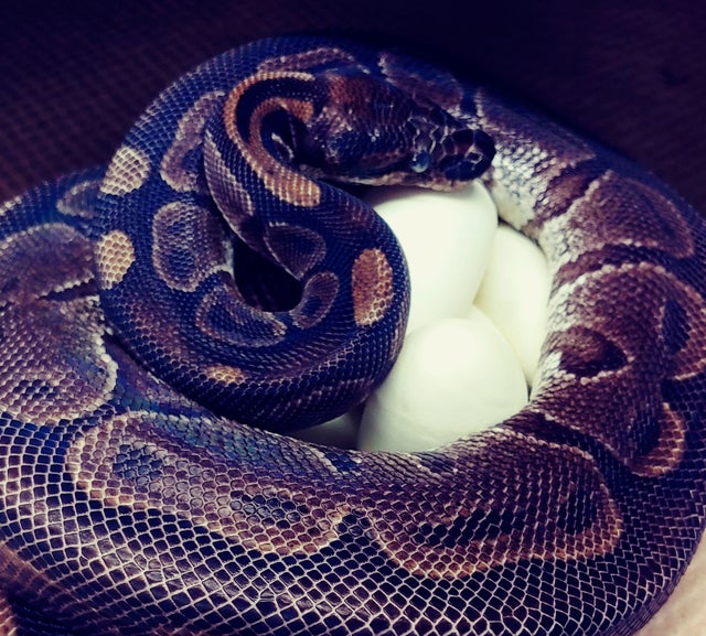 Python - latest news, breaking stories and comment - The Independent