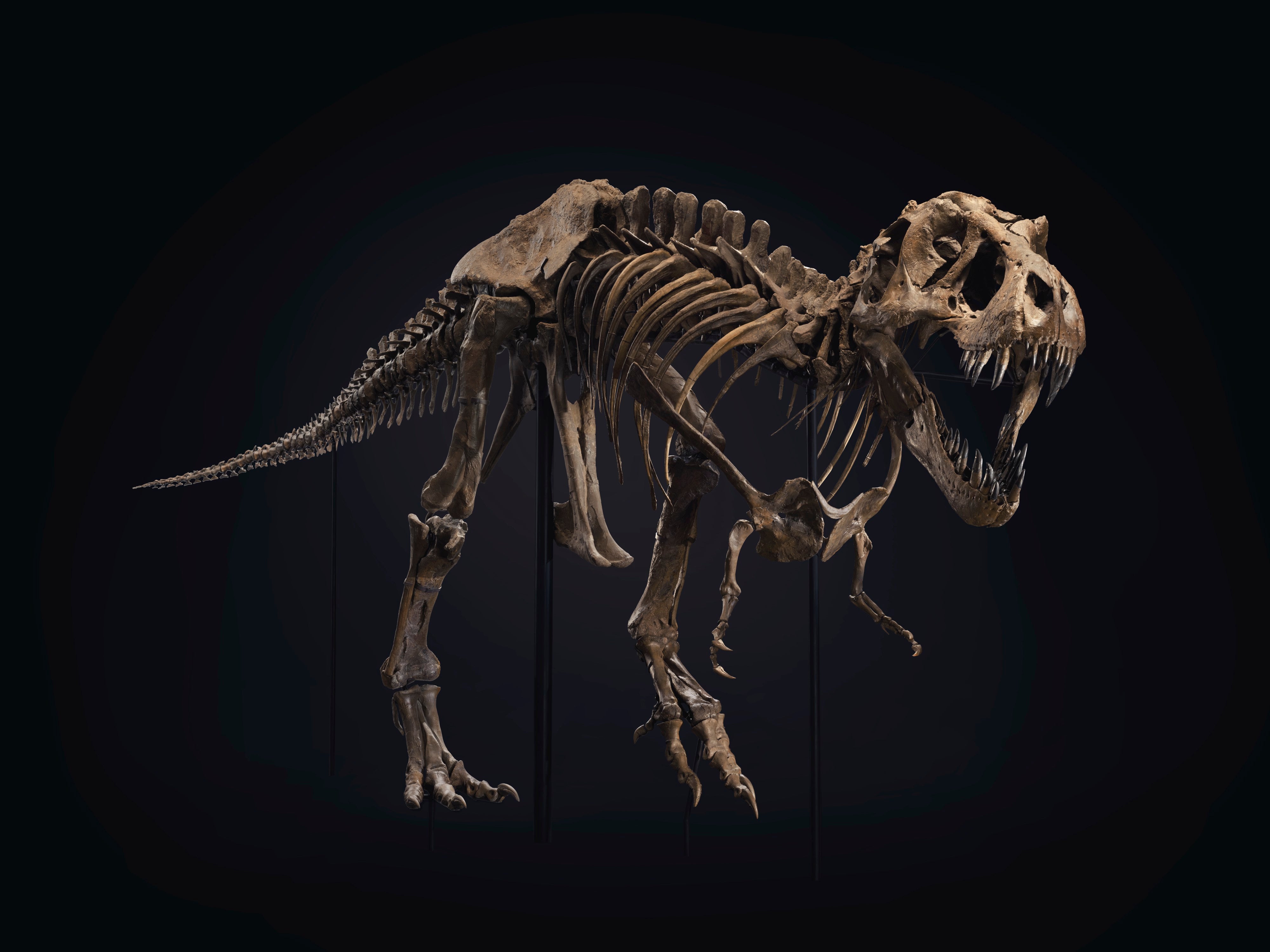 Perfectly preserved T Rex skeleton set to auction for…