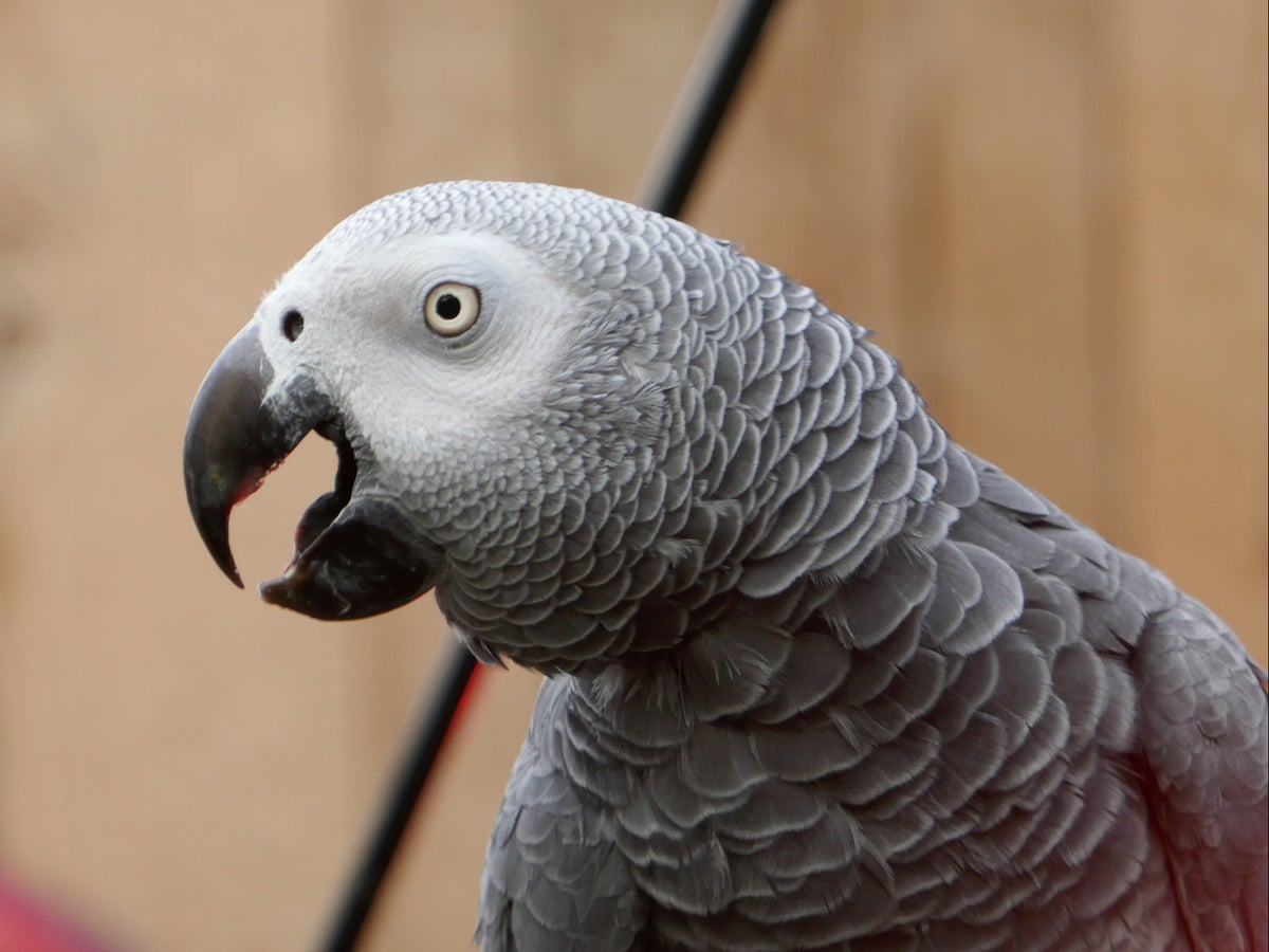 parrot talking uk