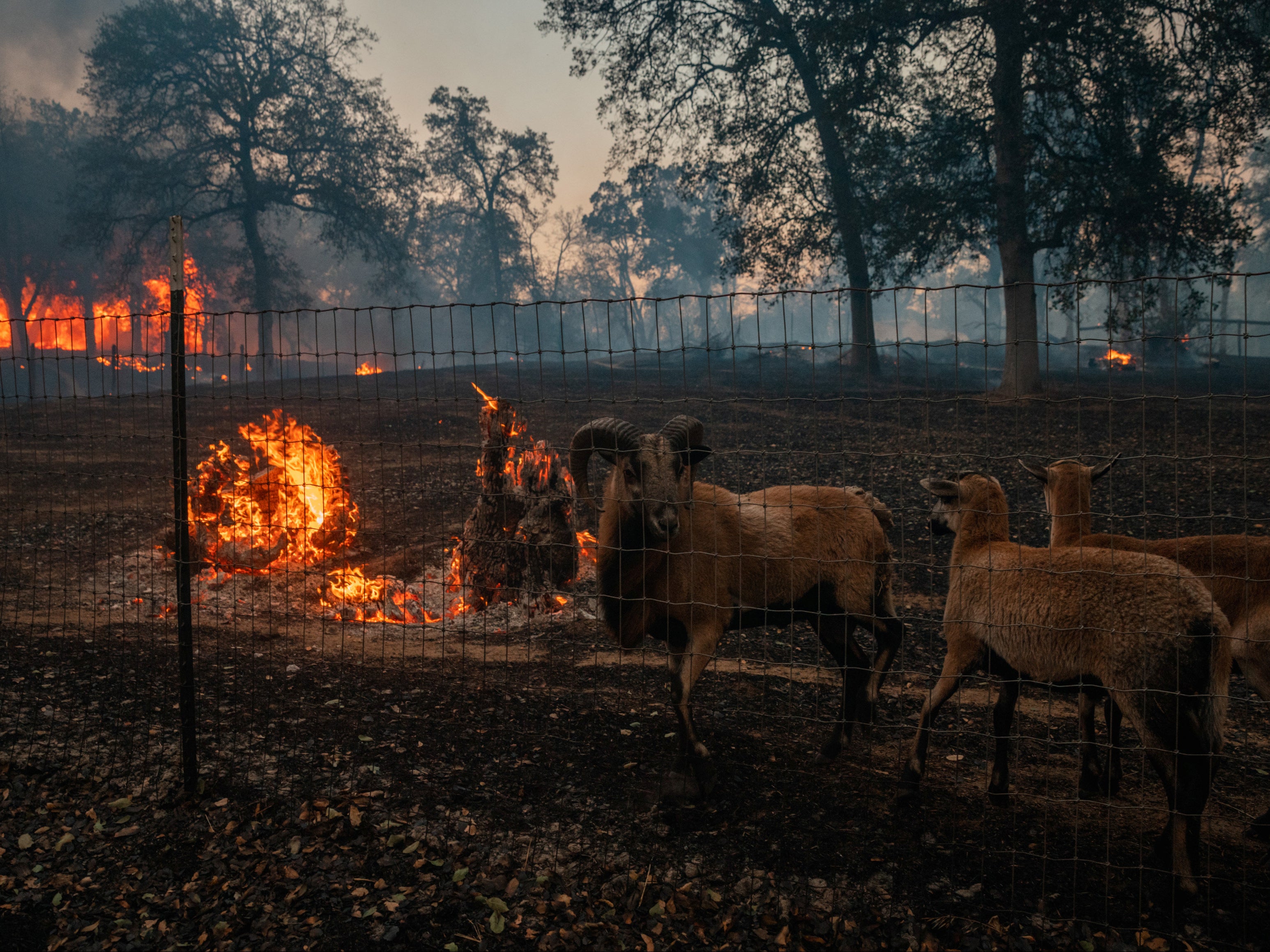 California wildfires: Haunting images show devastation caused by latest ...