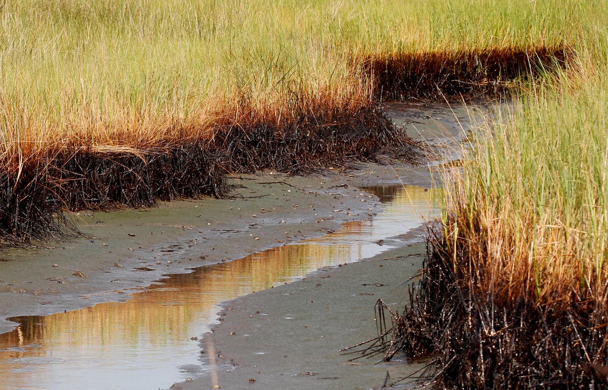$215M in BP oil spill money to restore Louisiana marshes Habitat john ...