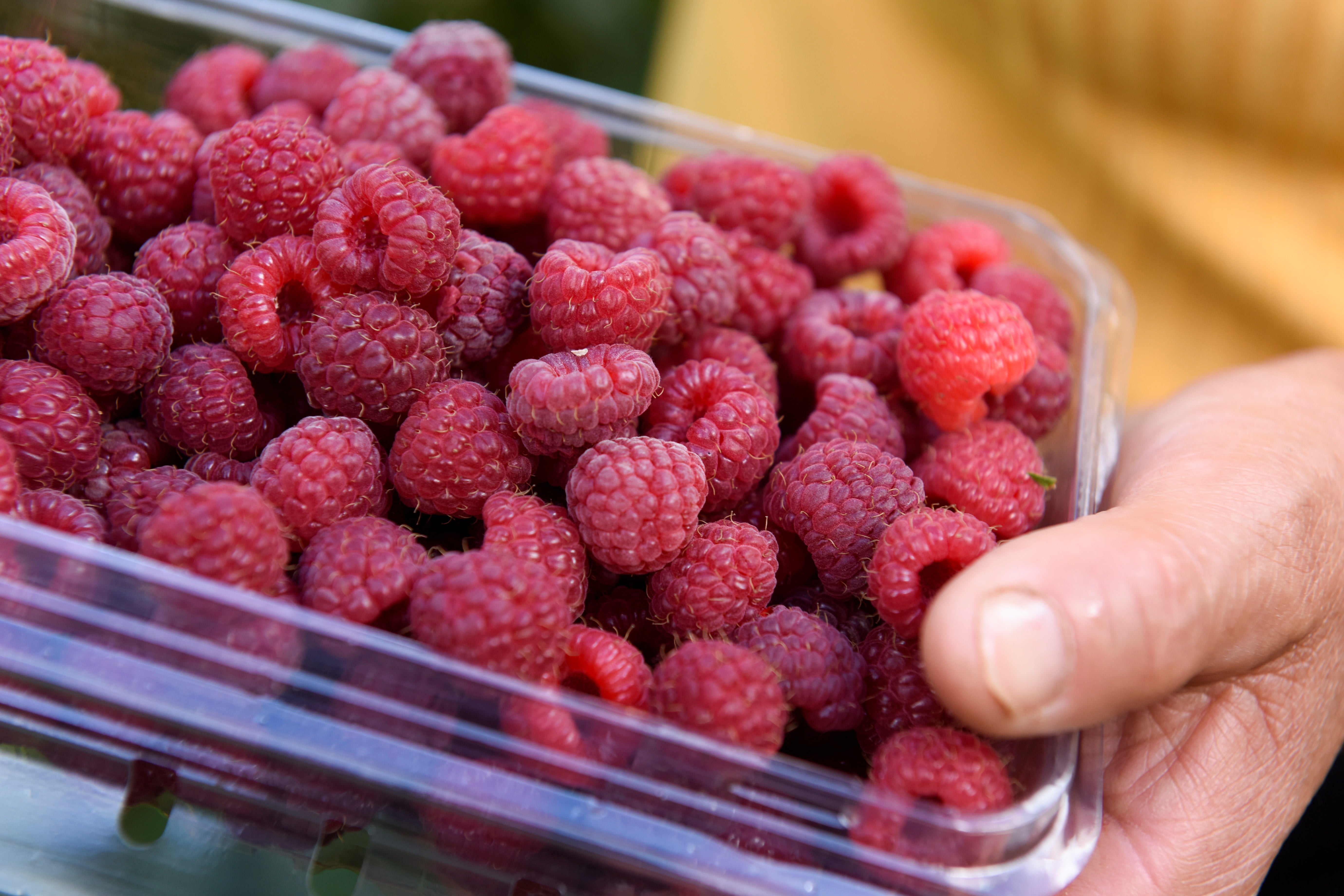Chilean raspberry scam dodged food safety controls from China to Canada ...