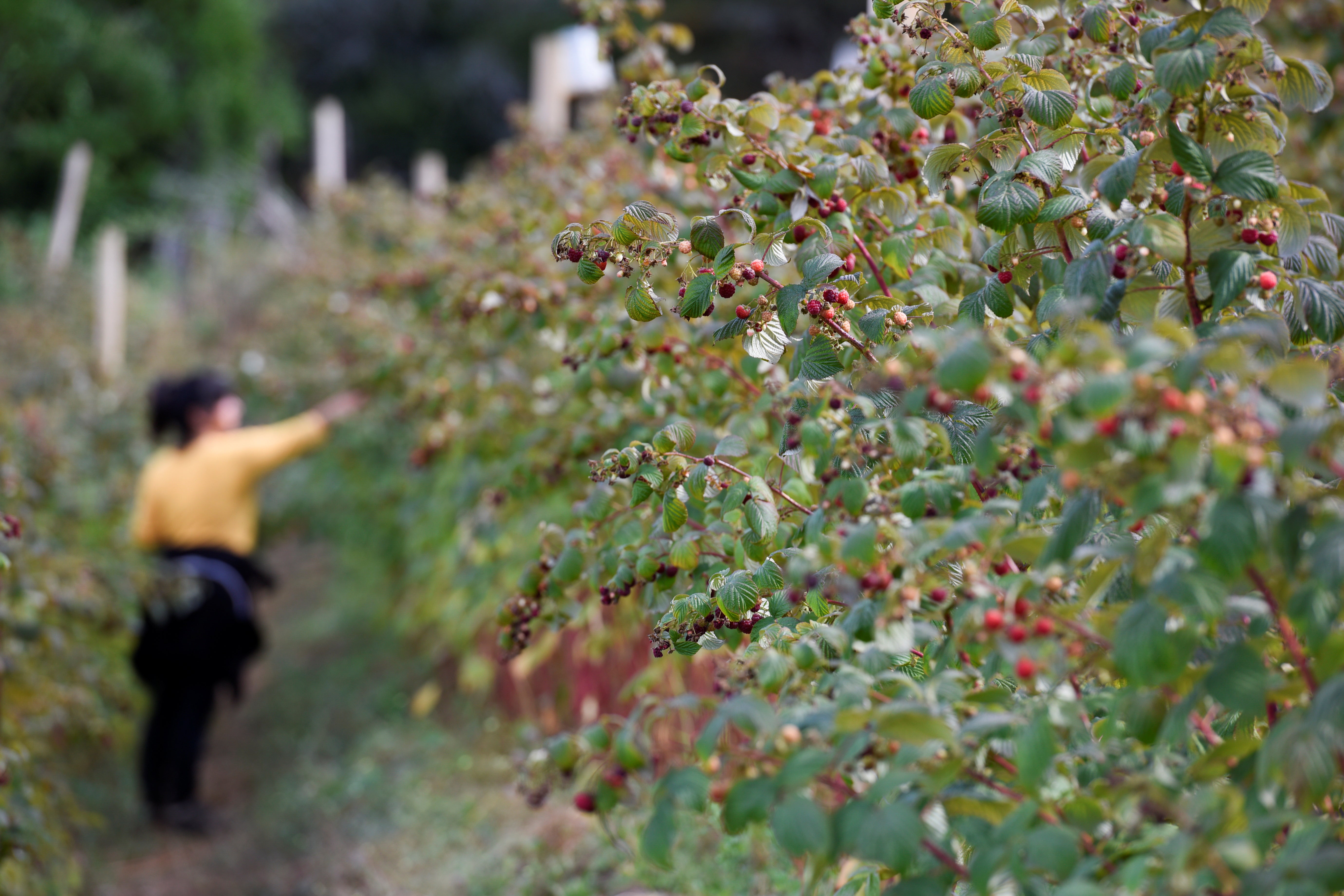 Chilean raspberry scam dodged food safety controls from China to Canada ...