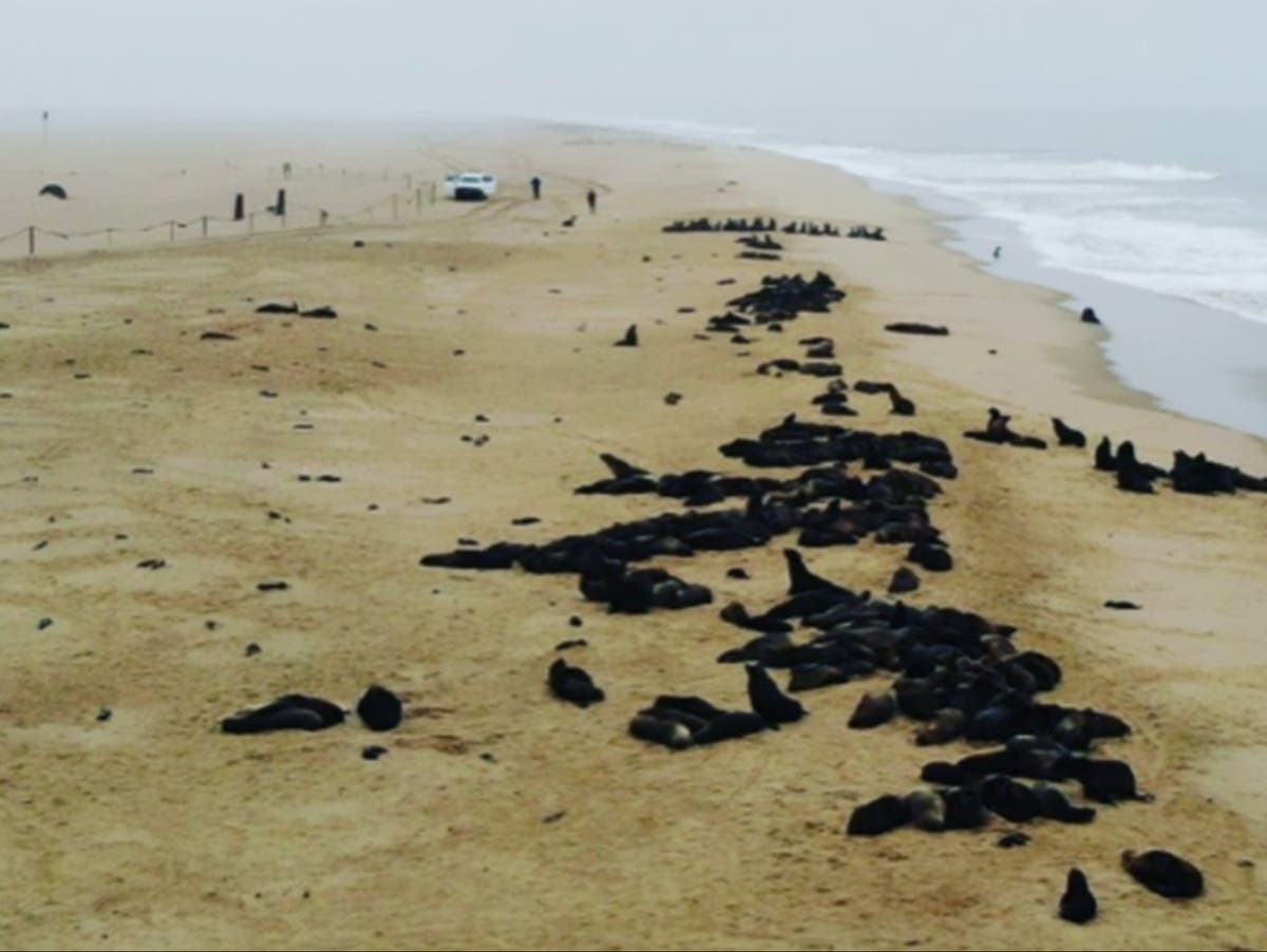 Encuentran más de 5 mil crías de focas muertas en las costas de Namibia ...