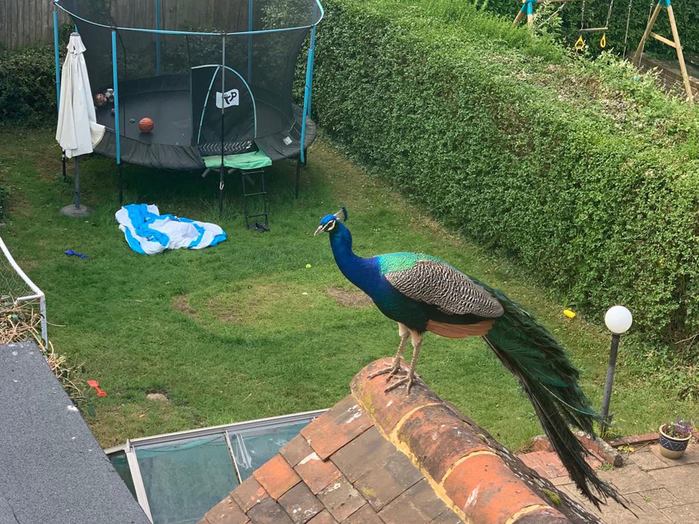 Village’s free-roaming peacocks avoid death sentence | The Independent