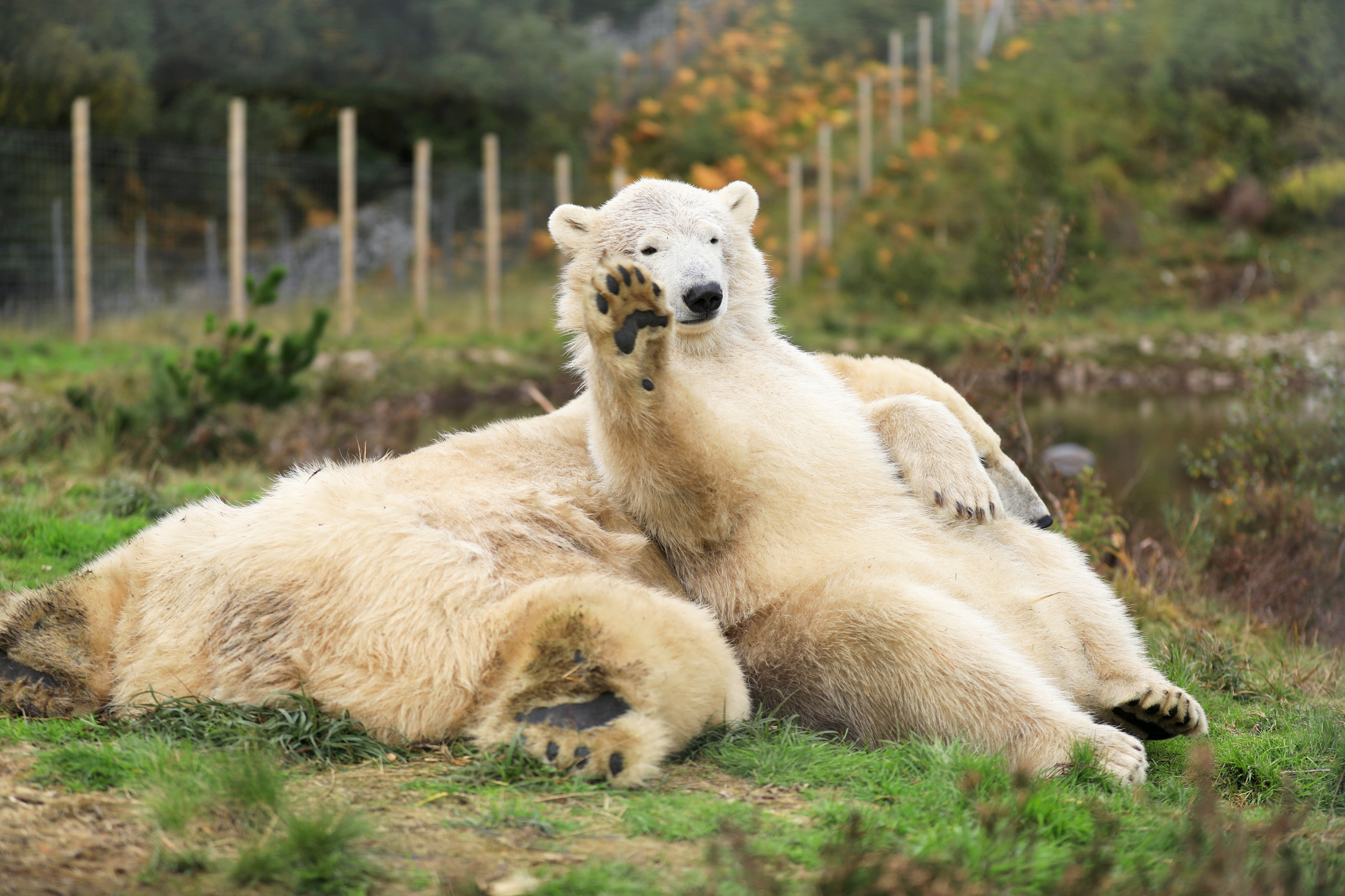 First polar bear born in UK in 25 years moved from Scotland to ...