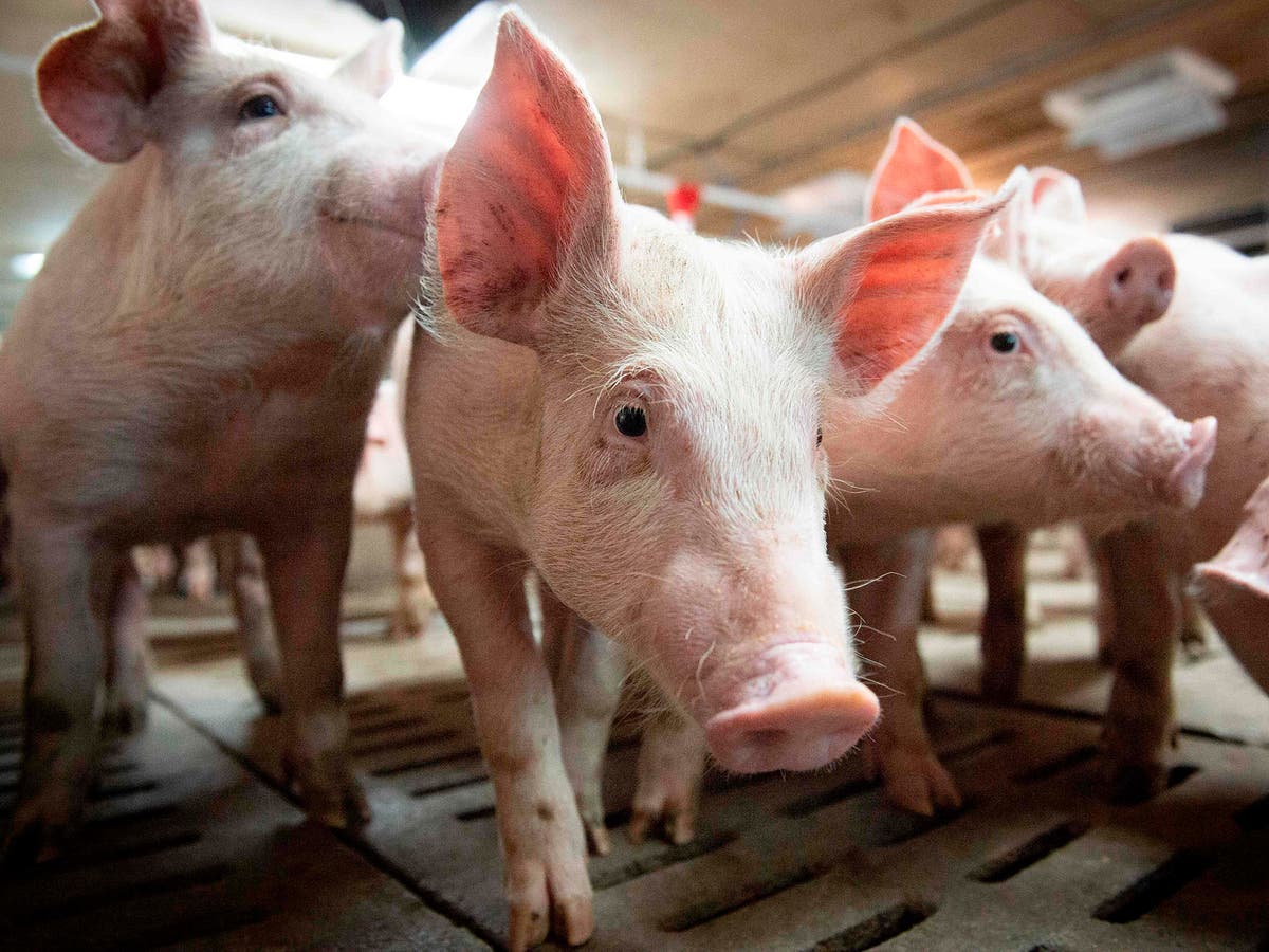 Canada’s first case of rare swine flu strain found in a human | The ...