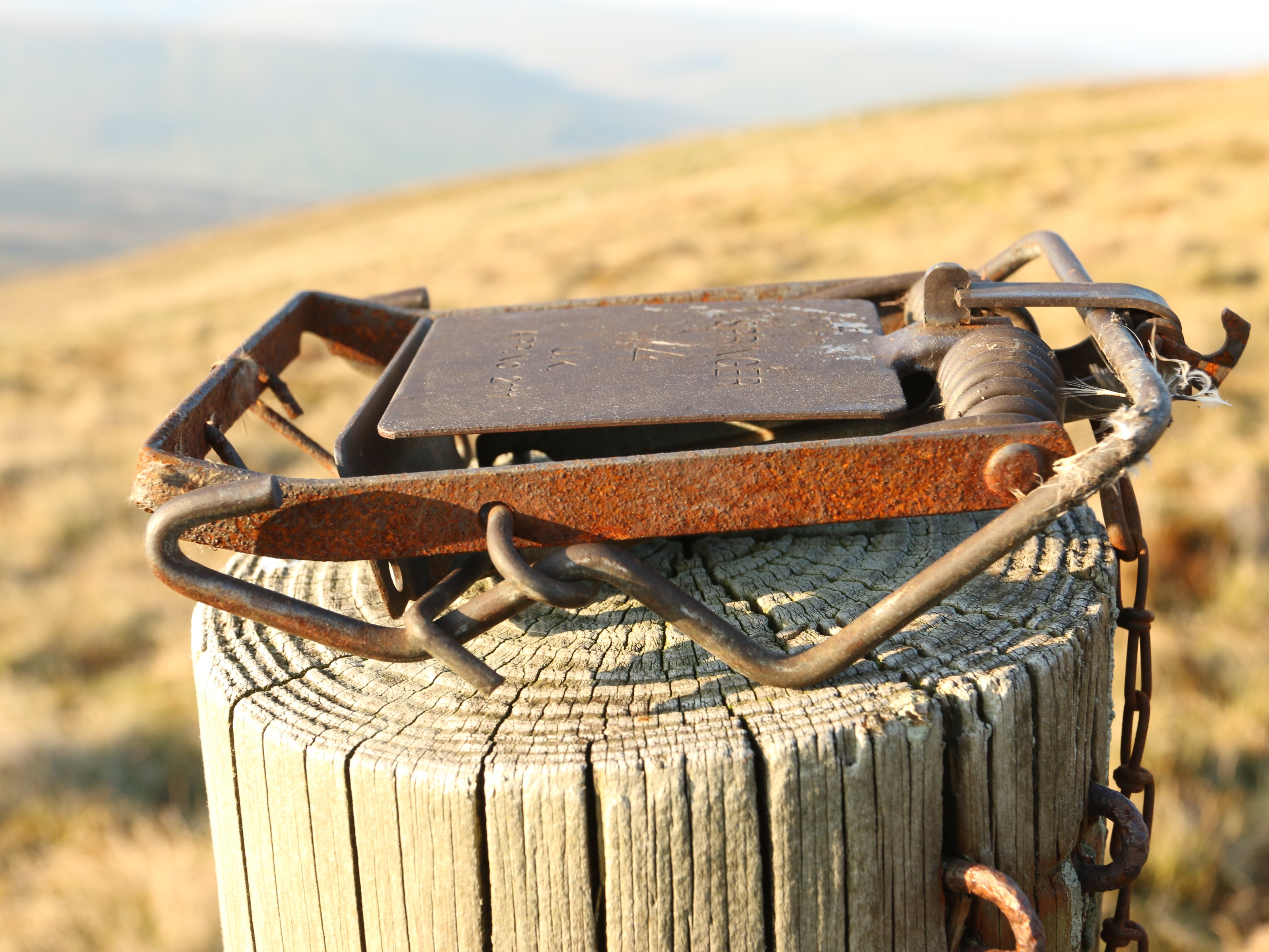 Wildlife crime underworld rampant, with shockingly low conviction rates ...