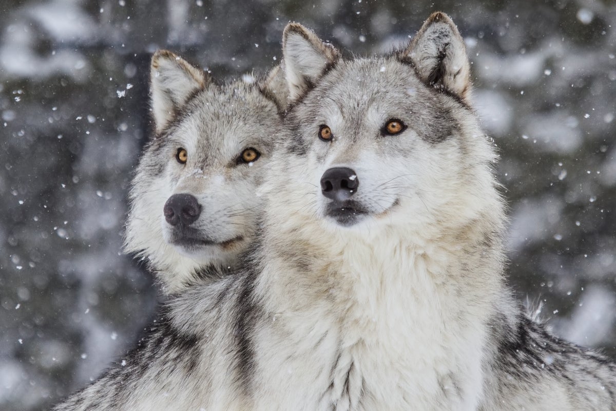 Wolves win vote for reintroduction in Colorado | The Independent