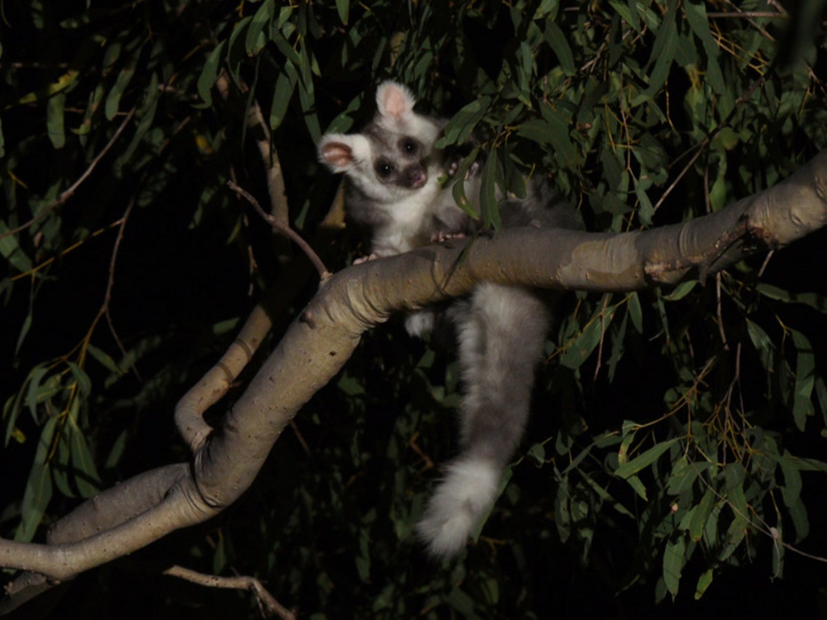 Two New Species Of Marsupials Discovered In Australia