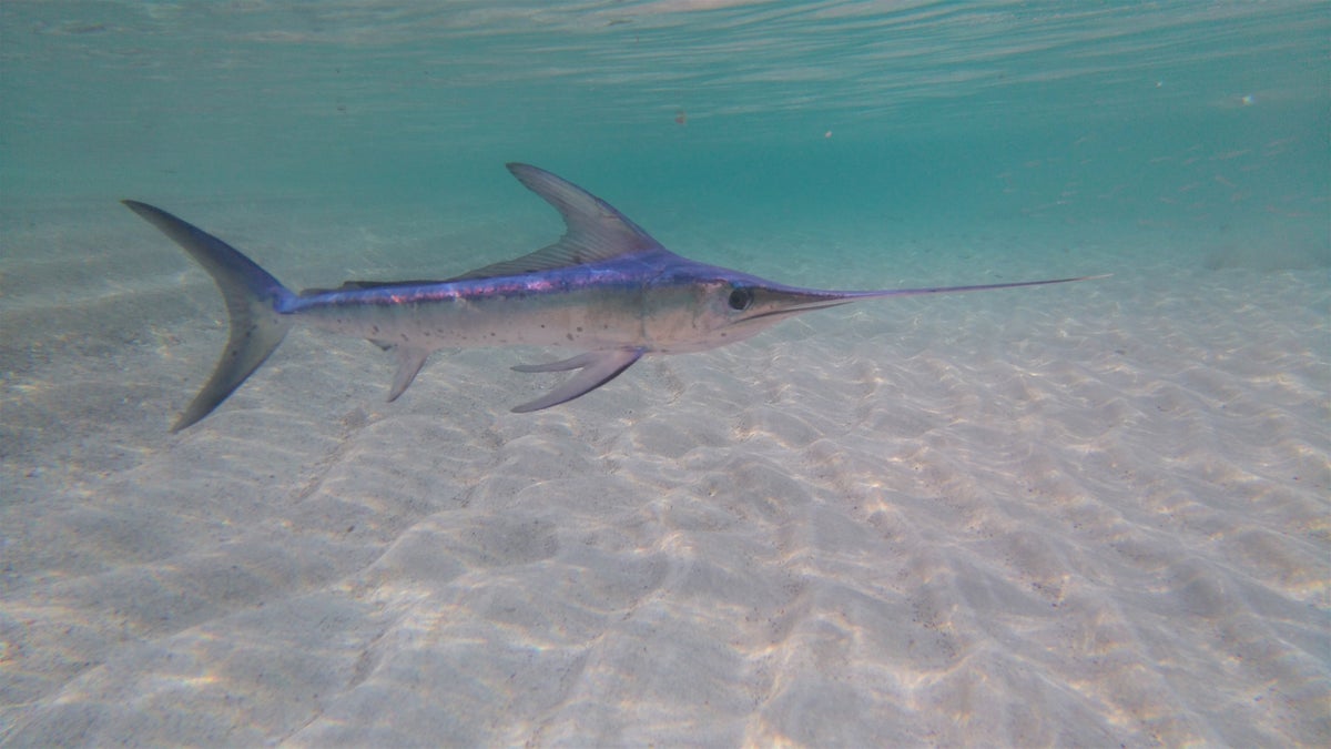 Swordfish Fighting
