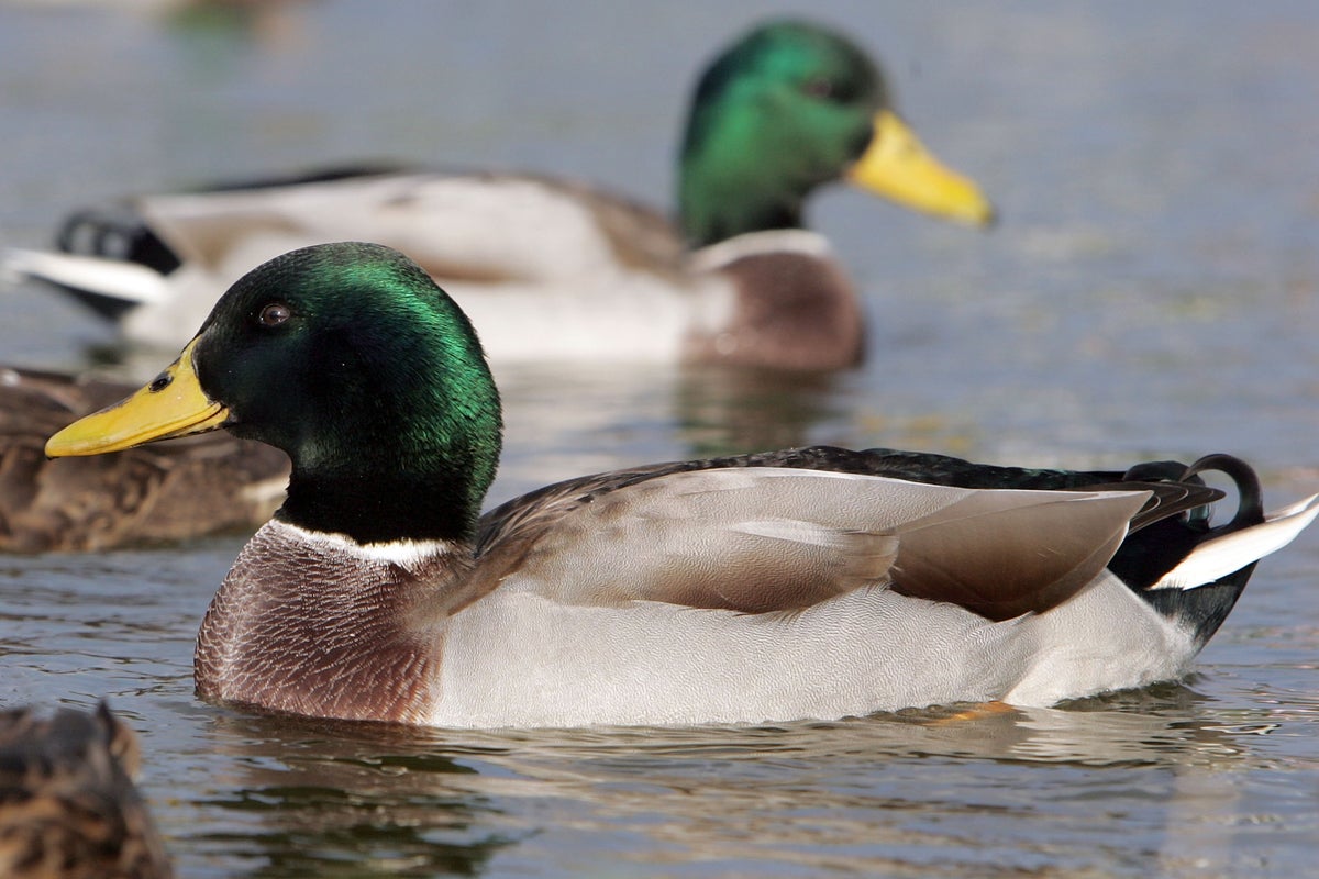 What is bird flu and what are the symptoms? | The Independent