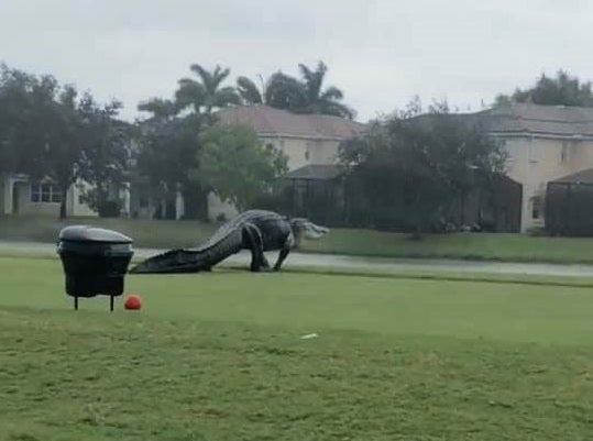Enormous alligator spotted on Florida golf course | The Independent