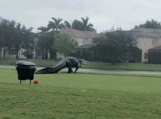 Enormous alligator spotted on Florida golf course | The Independent
