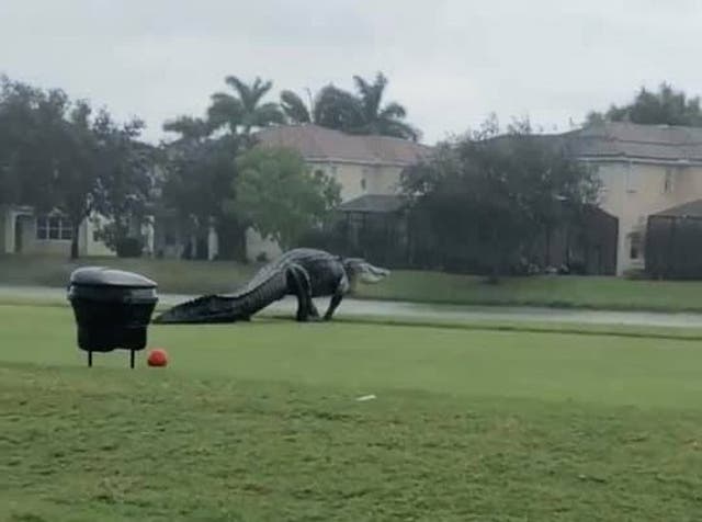 Enormous alligator spotted on Florida golf course | The Independent