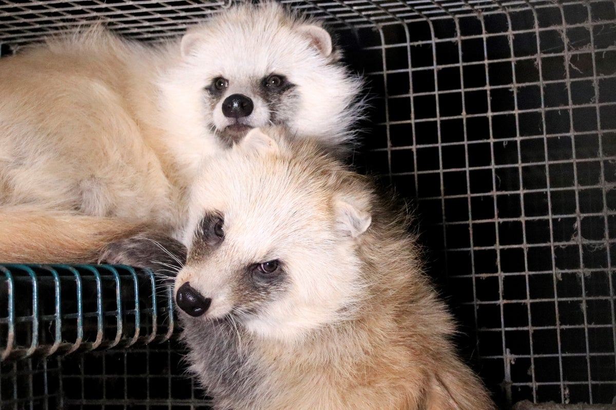 Petition update · It’s not just mink: Foxes and raccoon dogs on fur ...