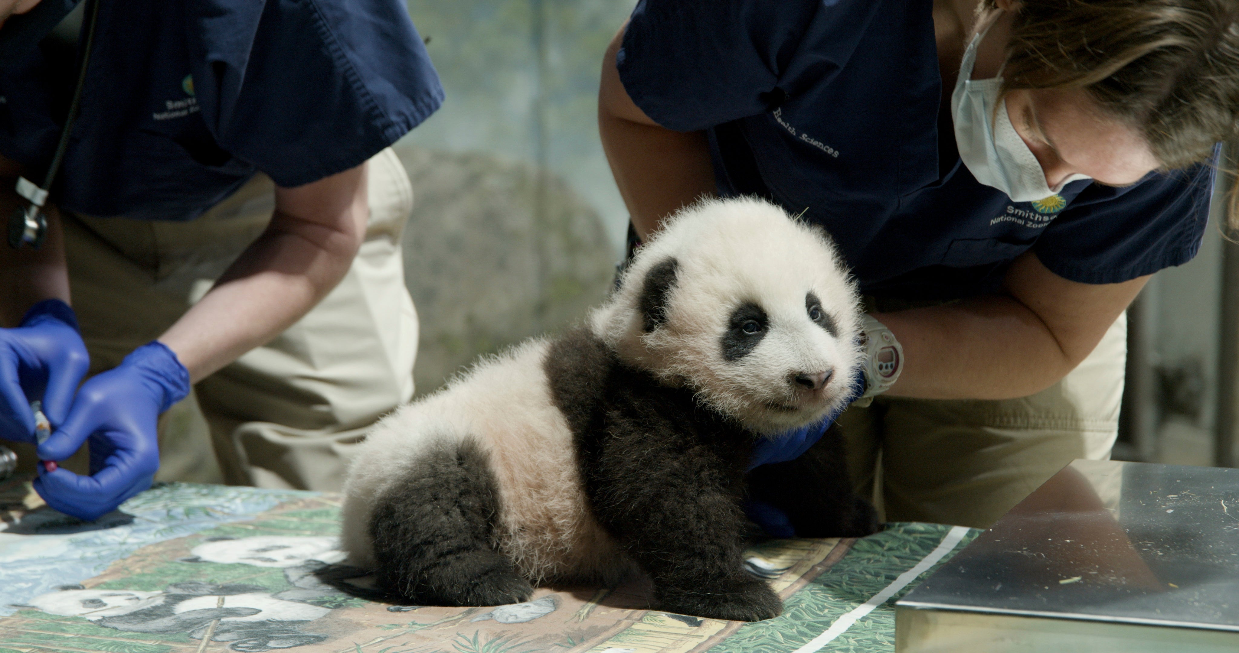 National Zoo panda cub named Xiao Qi Ji or 'Little Miracle' Smithsonian ...