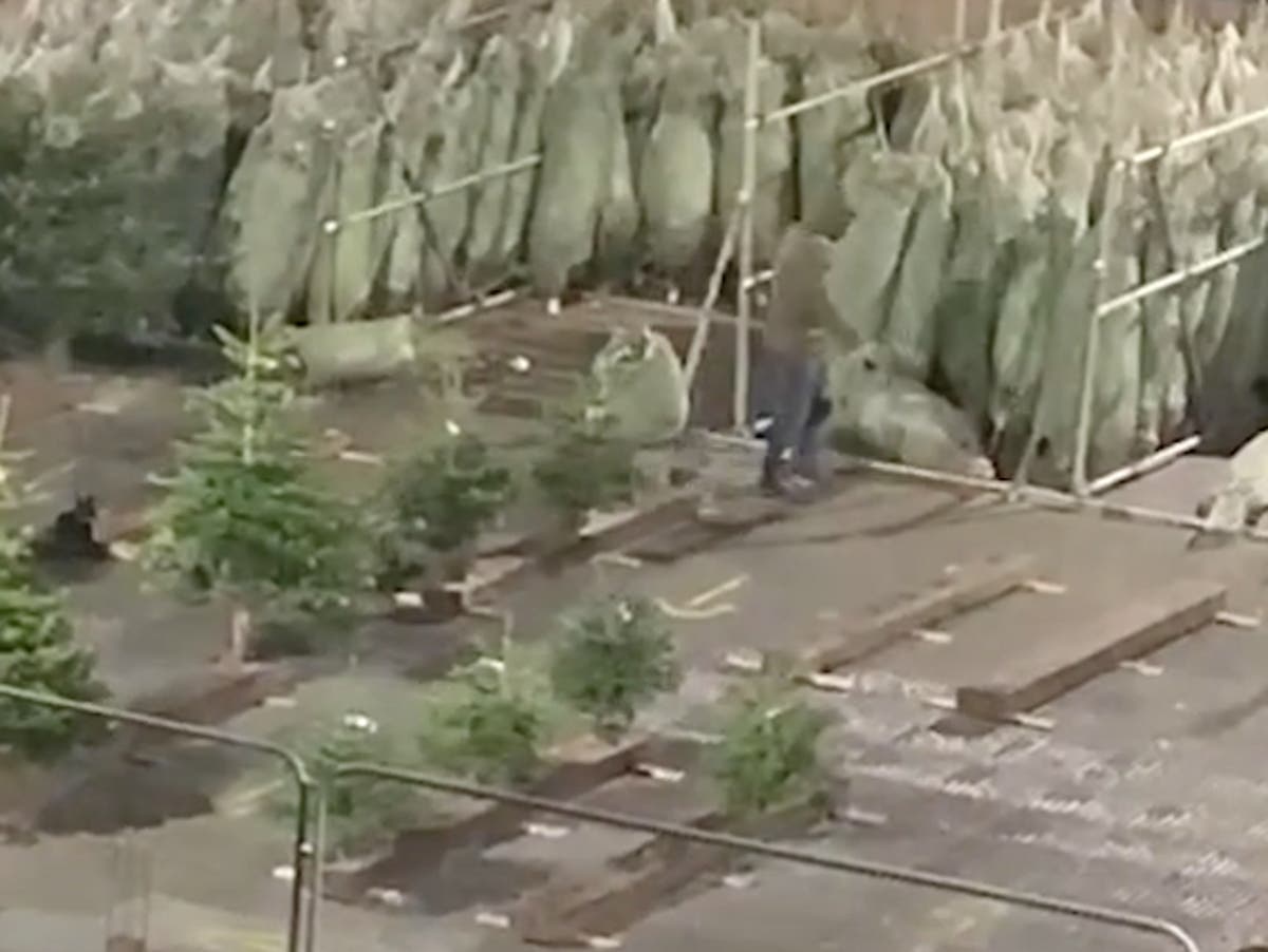 Thieves steal 300 Christmas trees from family-run business in London ...