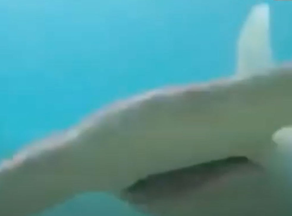 Diver fights off hammerhead shark using camera stick in terrifying ...