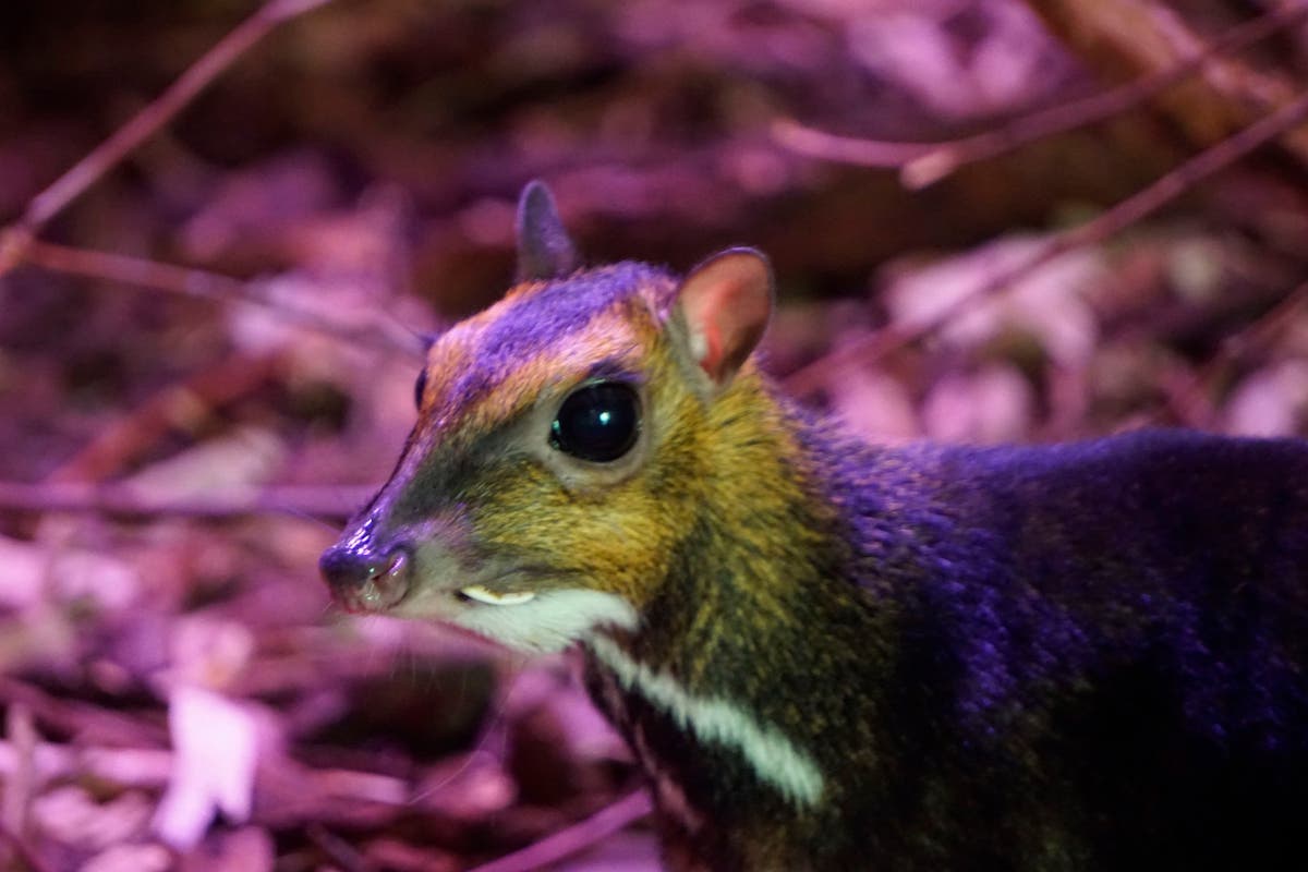 Polish zoo captures rare mouse-deer birth on video Zoo Polish first AP ...