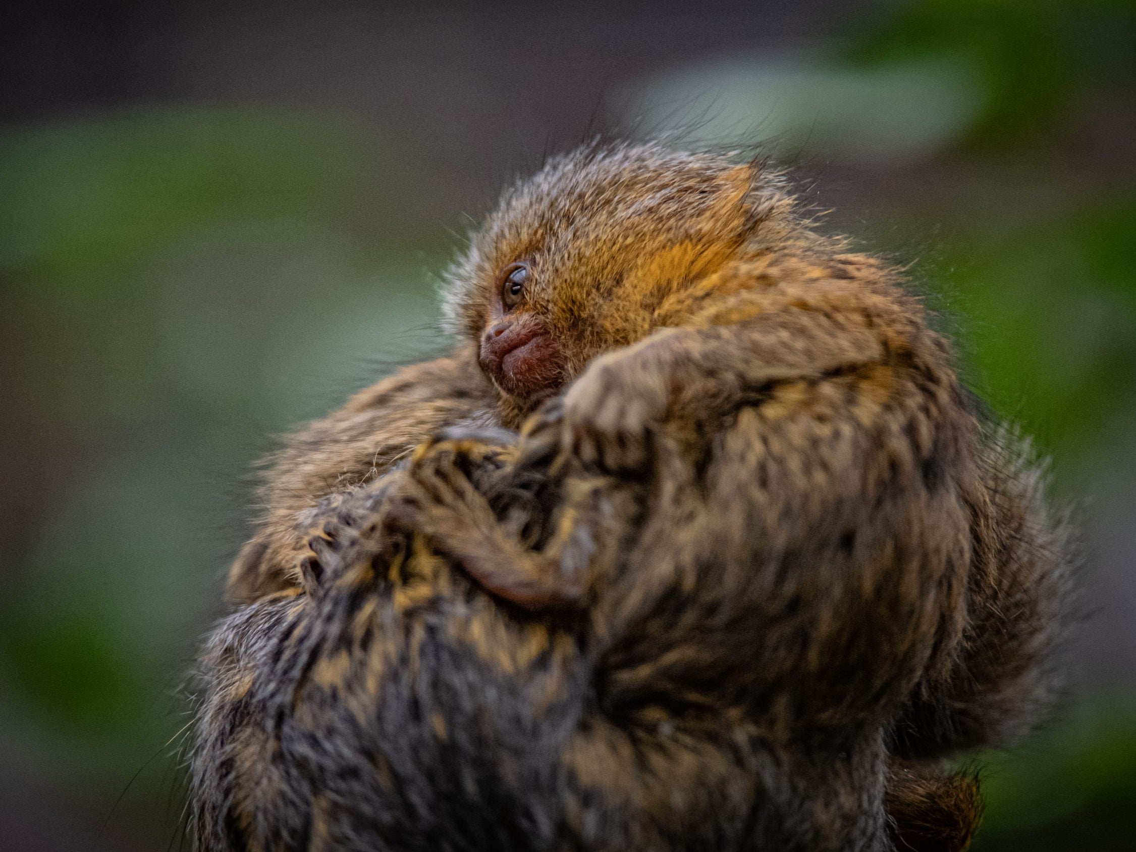 Twin monkeys ‘no bigger than ping pong balls’ born at Chester Zoo | The ...