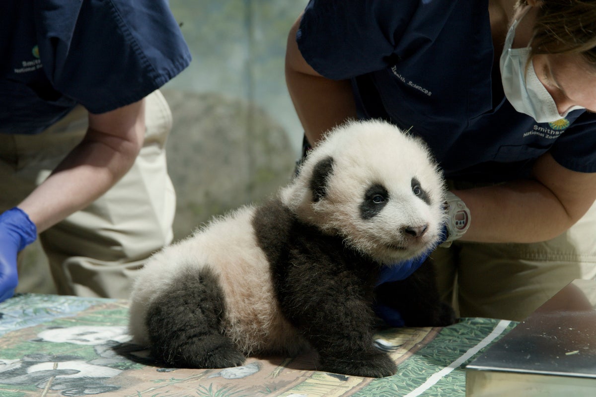National Zoo extends panda deal with China through 2023 Government Zoo ...