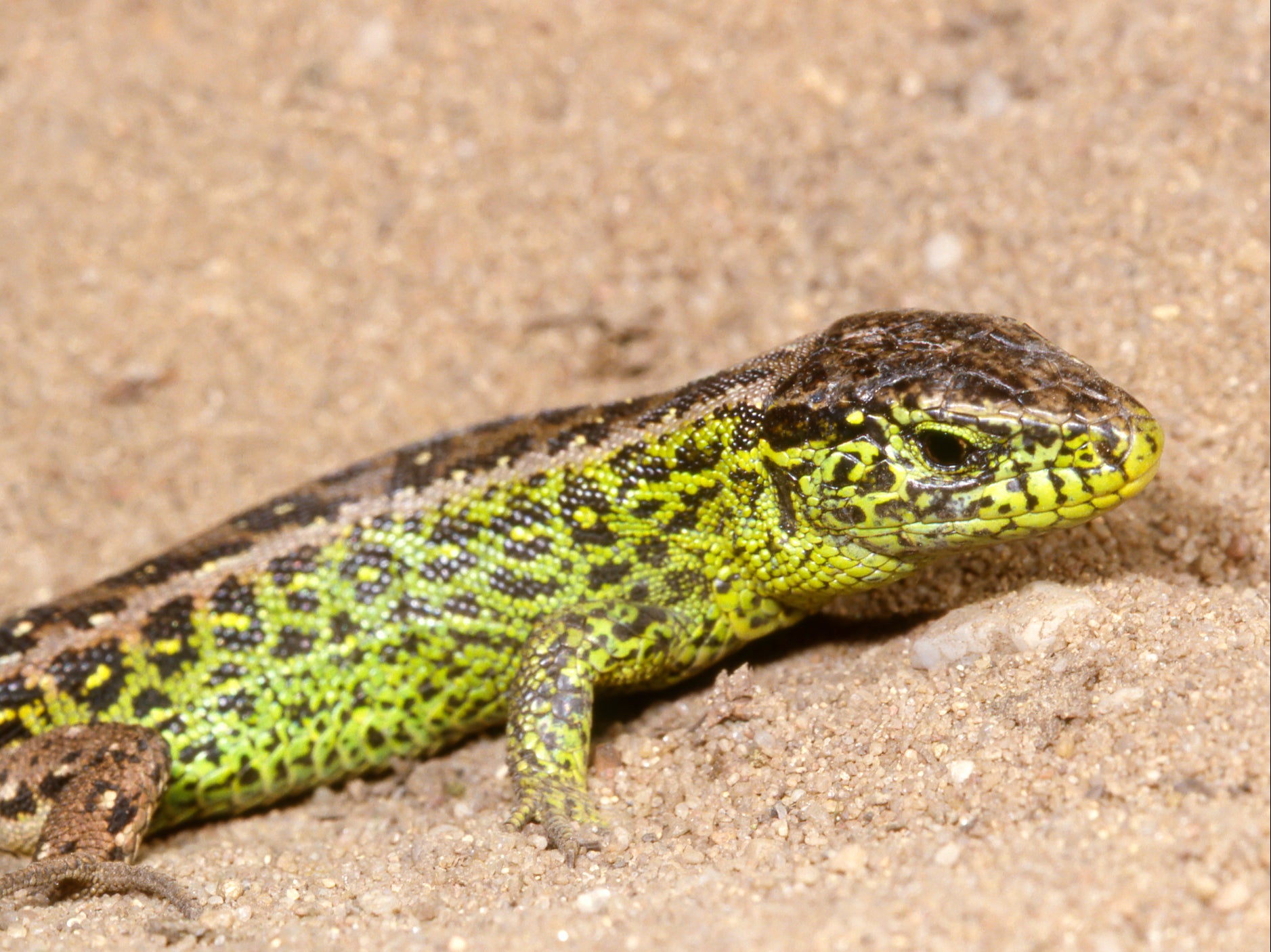 Hibernating lizards and snakes halt construction at Tesla ‘gigafactory ...