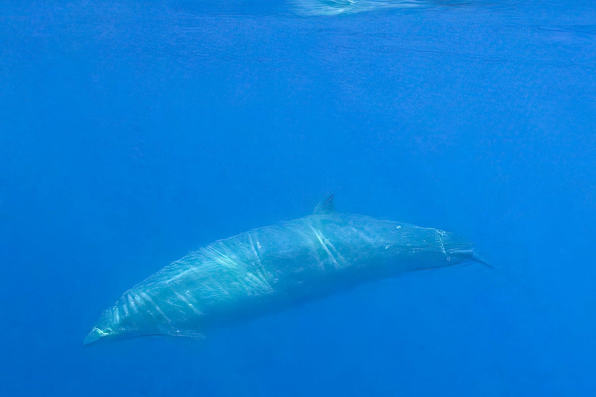 Scientists looking for rare whale stumble across entirely new species ...