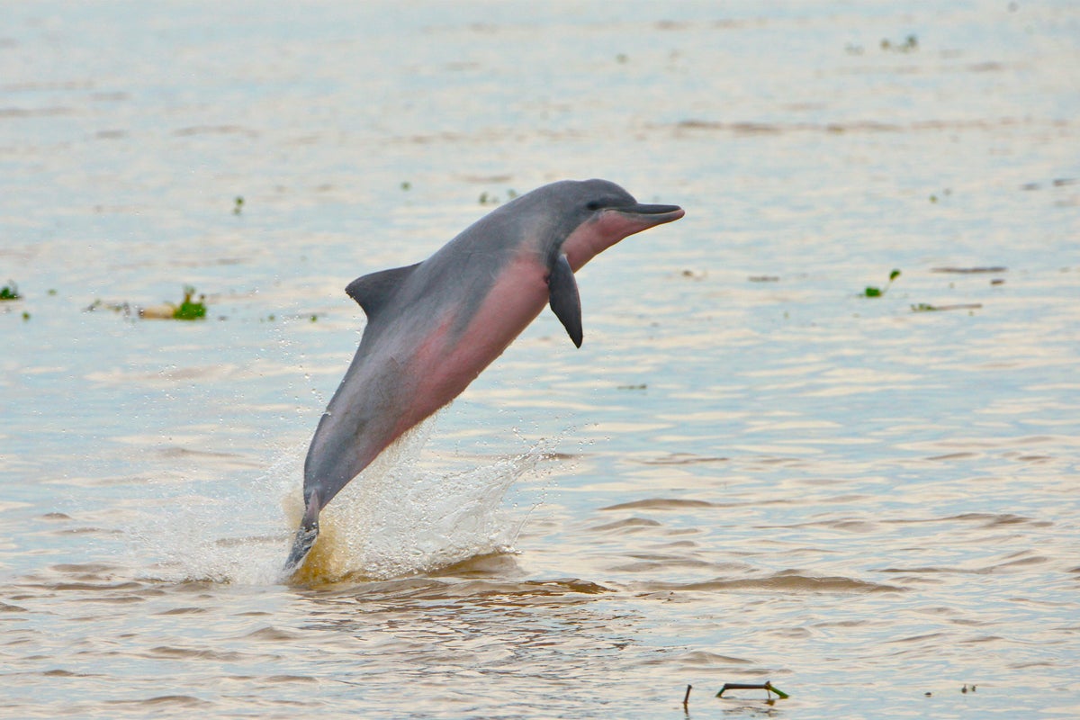 Conservationists: Bisons revive, freshwater dolphins dwindle Geneva ...