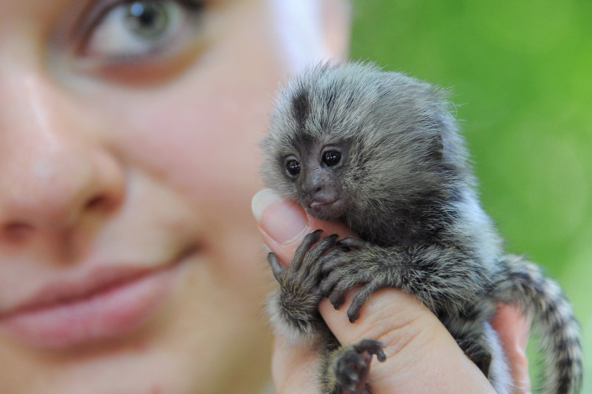 Keeping primates as pets to be banned after social media-driven trend ...