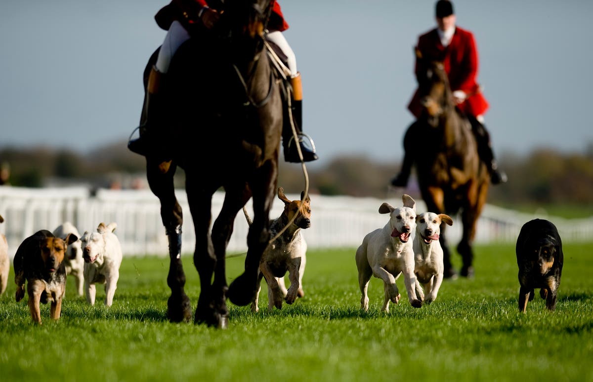 H M Owner bans Hunting On Massive Estate The Independent H M Owner bans Hunting On Massive Estate The Independent