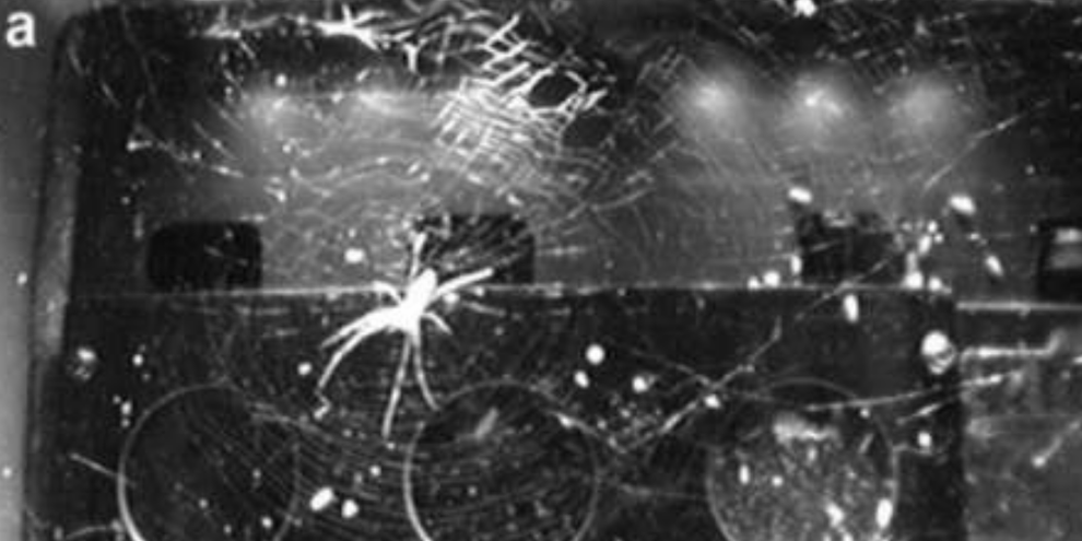 Astronauts took spiders to the ISS to see what their webs look like in ...