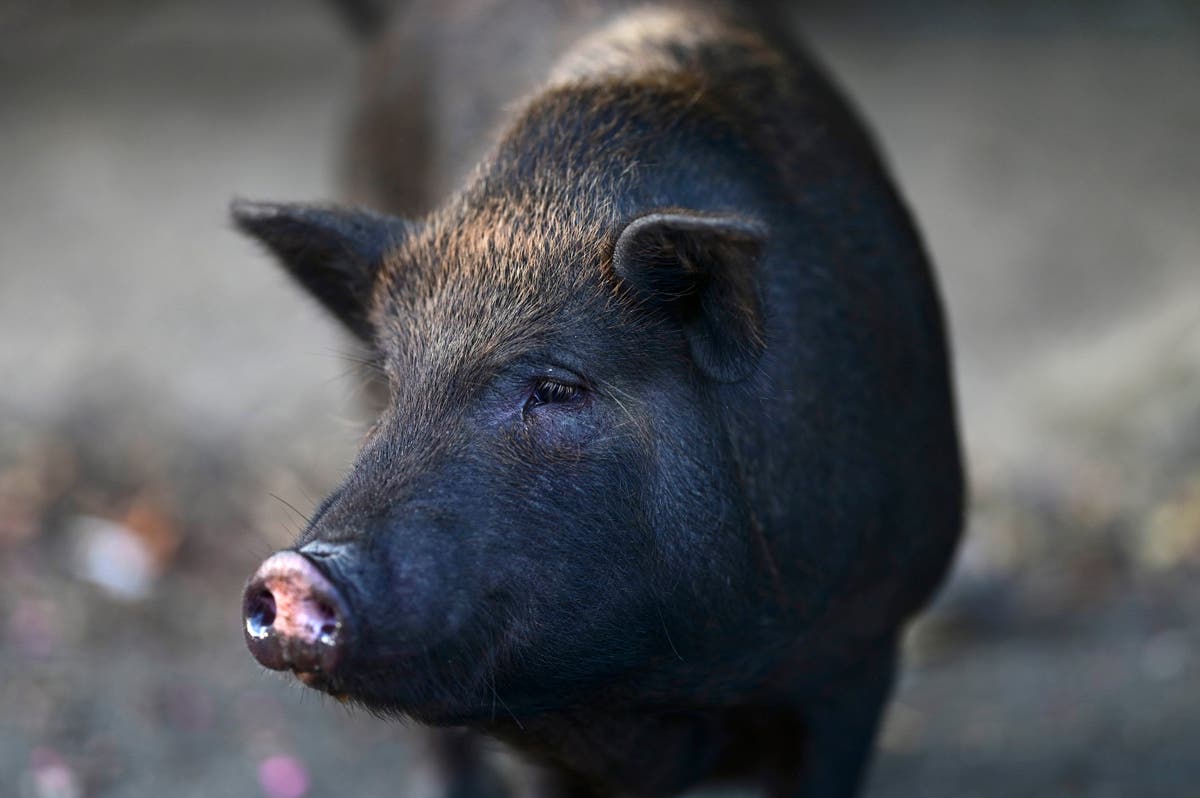 Feral pigs flummox Puerto Rico, infiltrate communities Pigs Pigs Pigs ...
