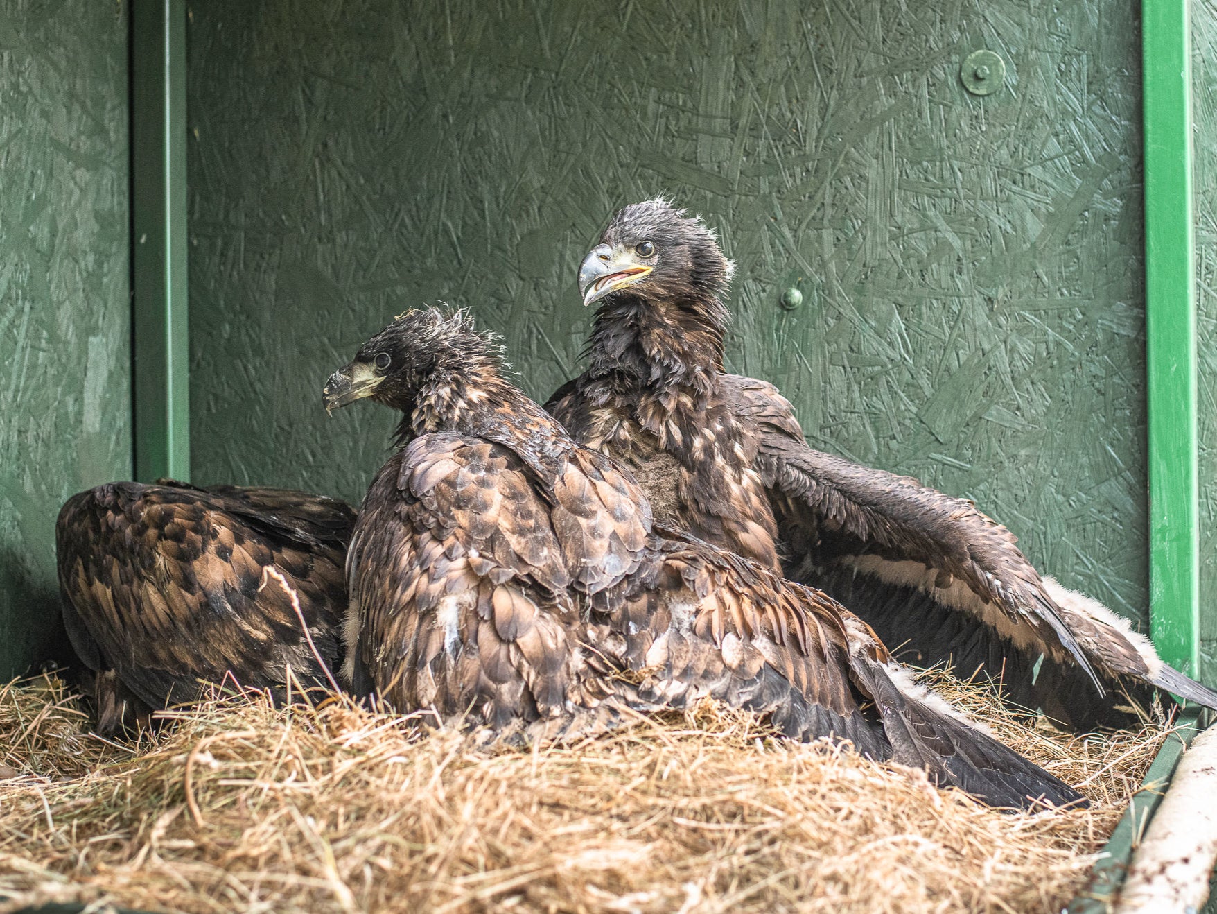 Rare white-tailed eagles soar back from extinction in southern Britain ...