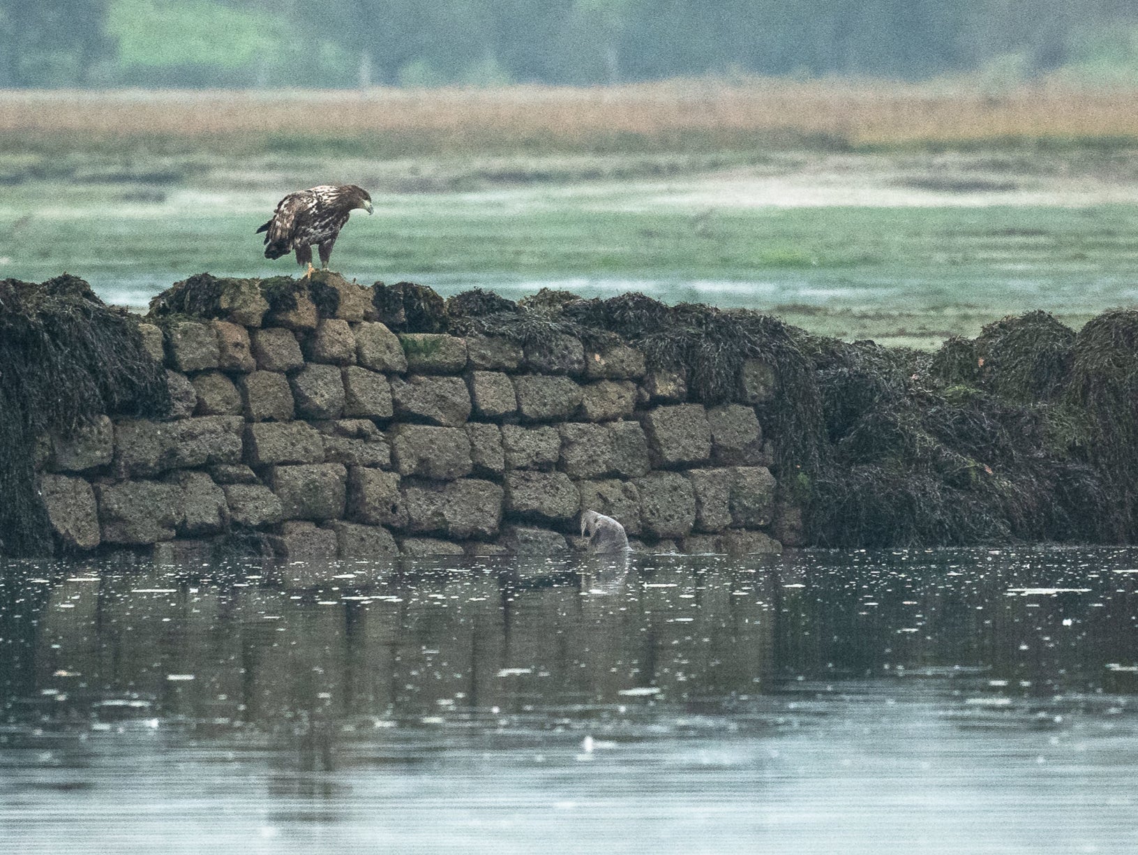 Rare white-tailed eagles soar back from extinction in southern Britain ...