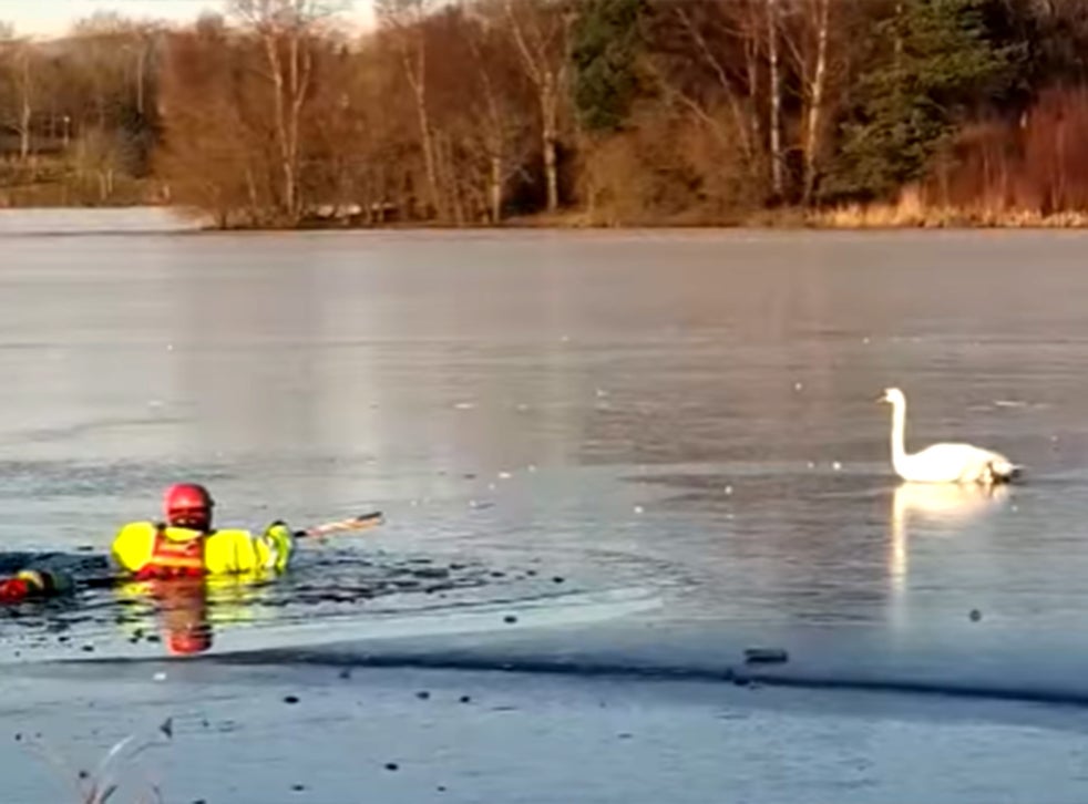 Swan rescued after getting stuck in frozen lake | The Independent