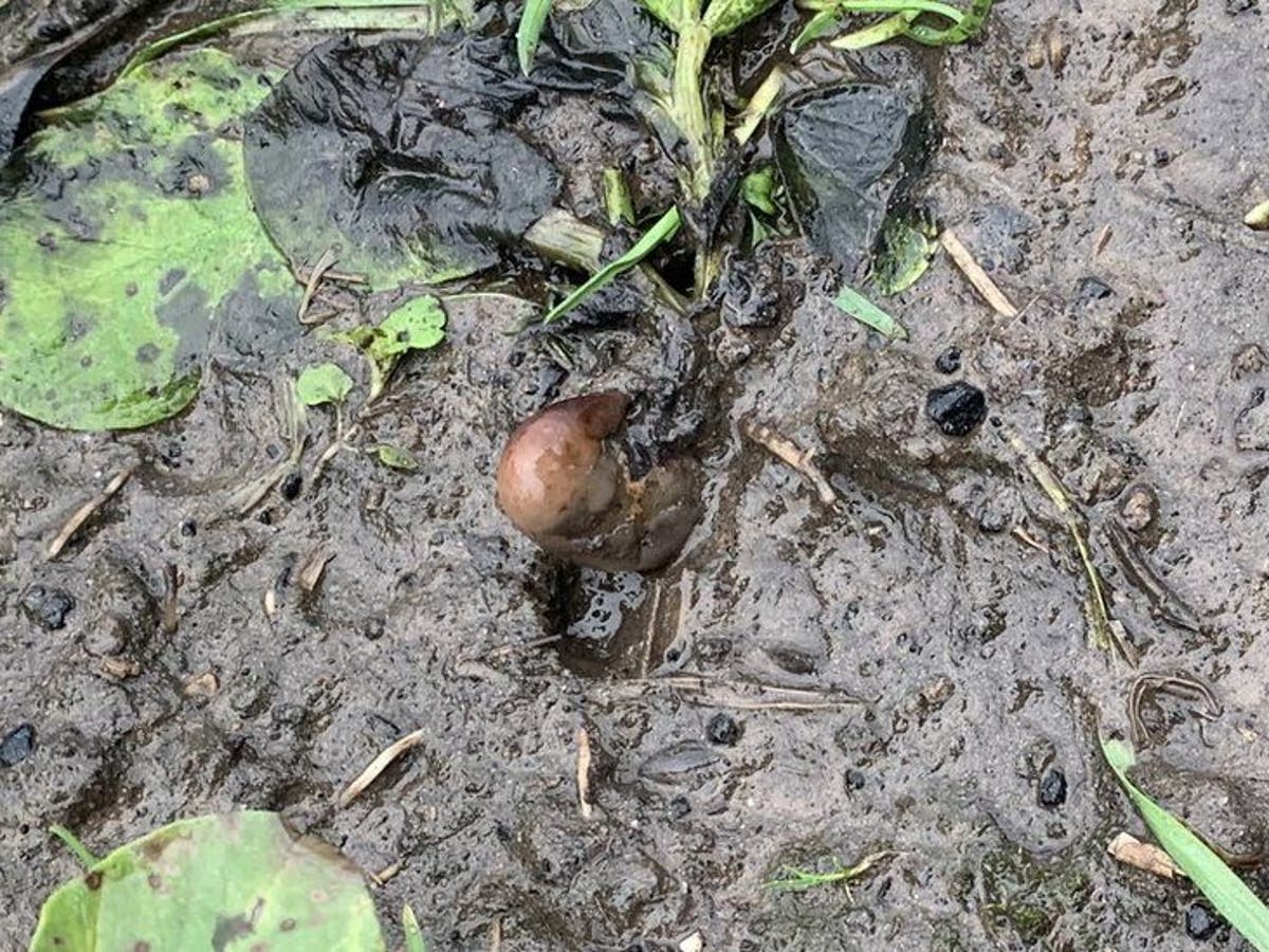 ‘Human toe’ sparks massive police search – only for it to be a potato ...