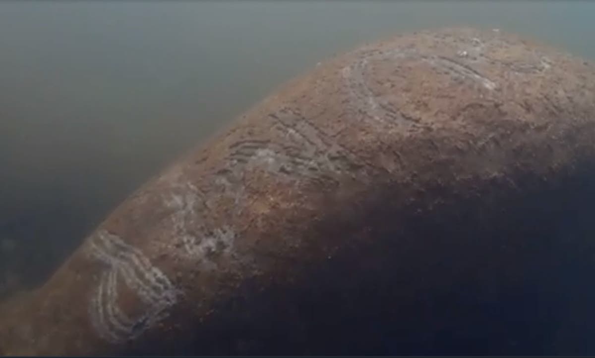 Wildlife investigation launched after manatee found with ‘Trump ...