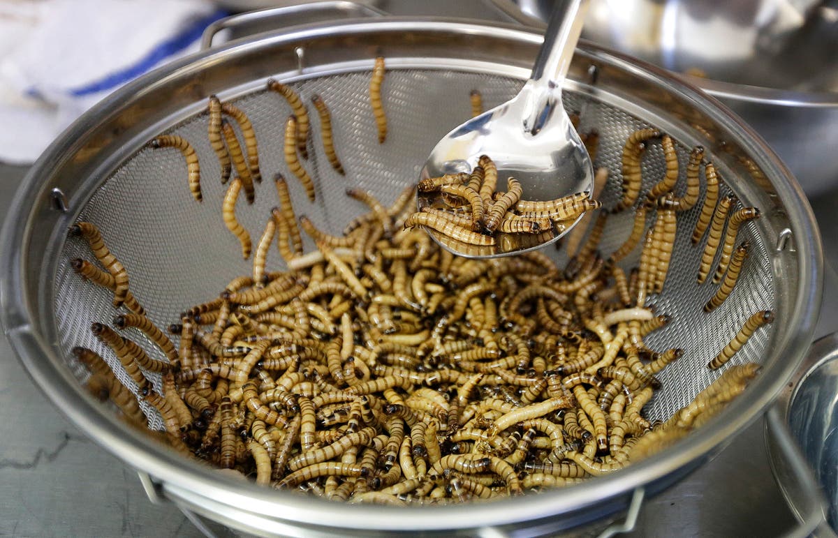 Agencia de la UE dice que es seguro comer gusanos | Independent Español