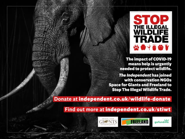 Stop the Illegal Wildlife Trade: How smugglers are being caught by ...