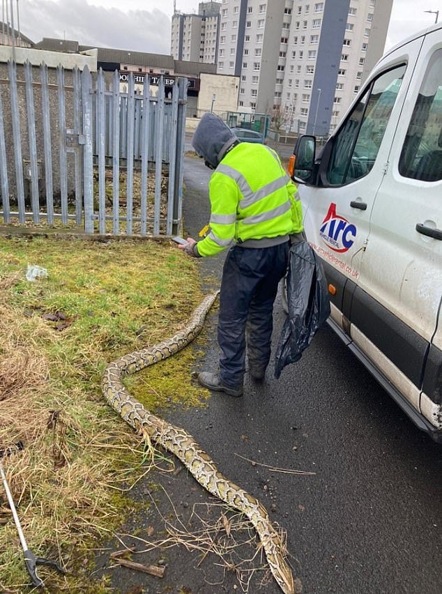 14ft python found curled up outside Scottish pub | The Independent
