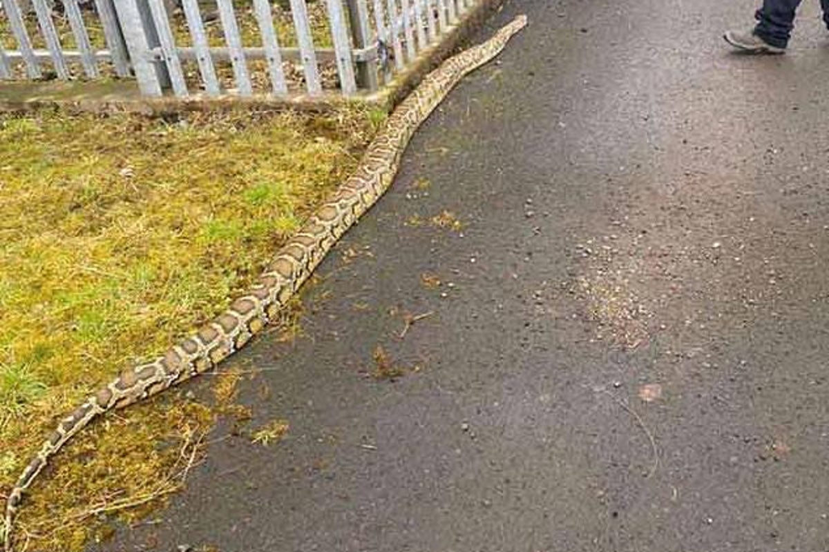 14ft python found curled up outside Scottish pub | The Independent