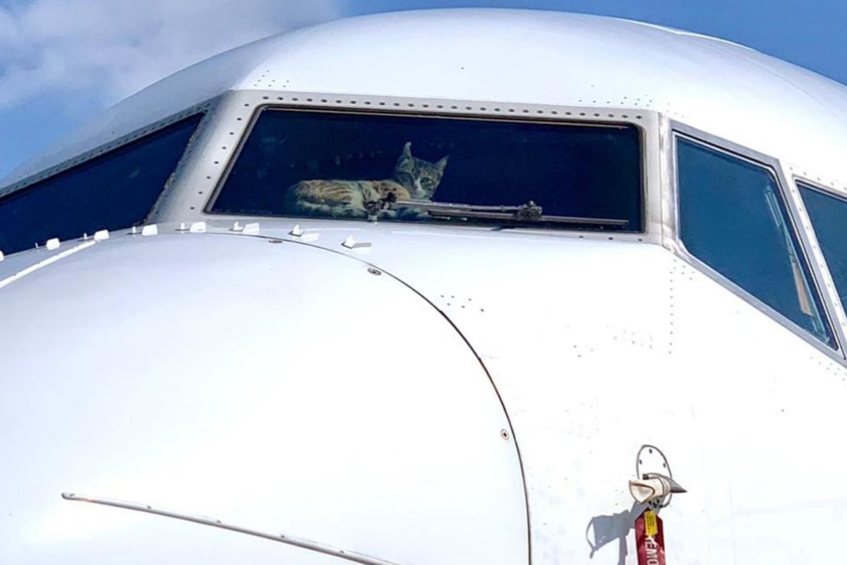 Cat trapped in aircraft cockpit for two weeks | The Independent
