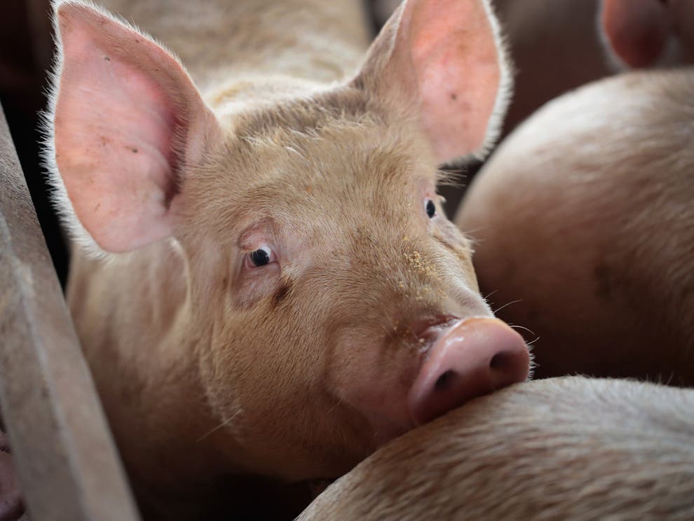 Pigs can play computer games, study shows | The Independent