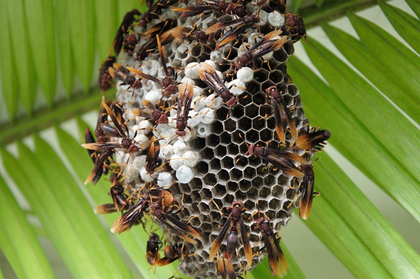Babysitting wasps that support extended families could help solve ...