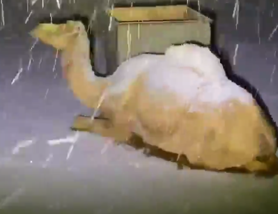 Saudi Arabia: Video shows camels ‘confused’ in the snow as blizzard ...