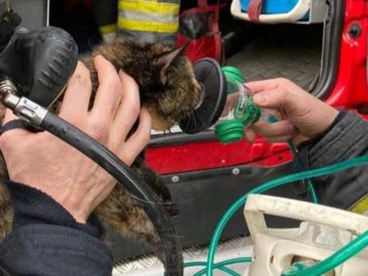 A pawfect rescue: firefighters rescue three cats from burning building ...